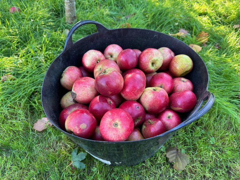 Apple Harvest Guide: What to do with Apples Once You've Harvested Them ...