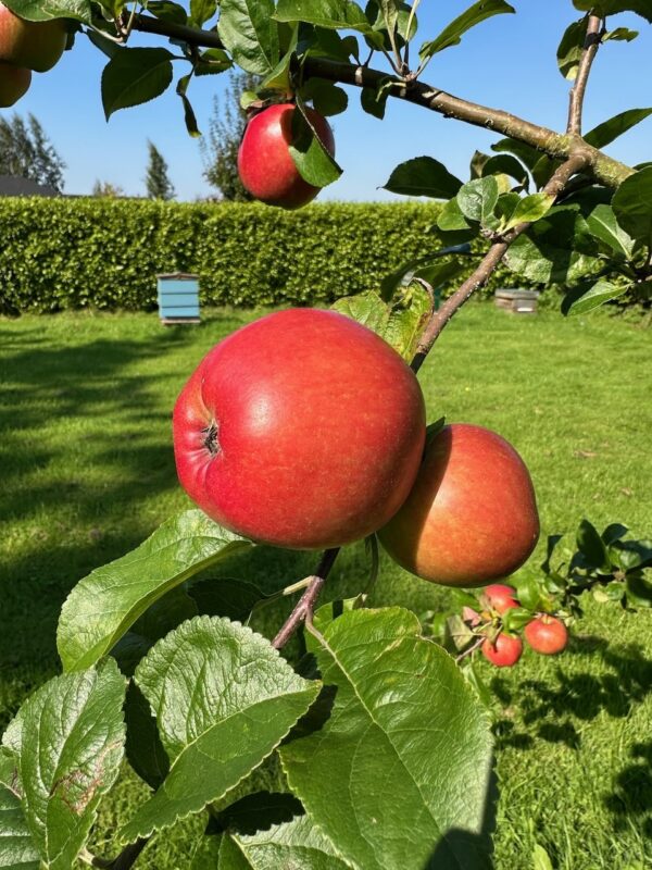 Apple Harvest Guide: What to do with Apples Once You've Harvested Them - Garden Ninja: Lee ...