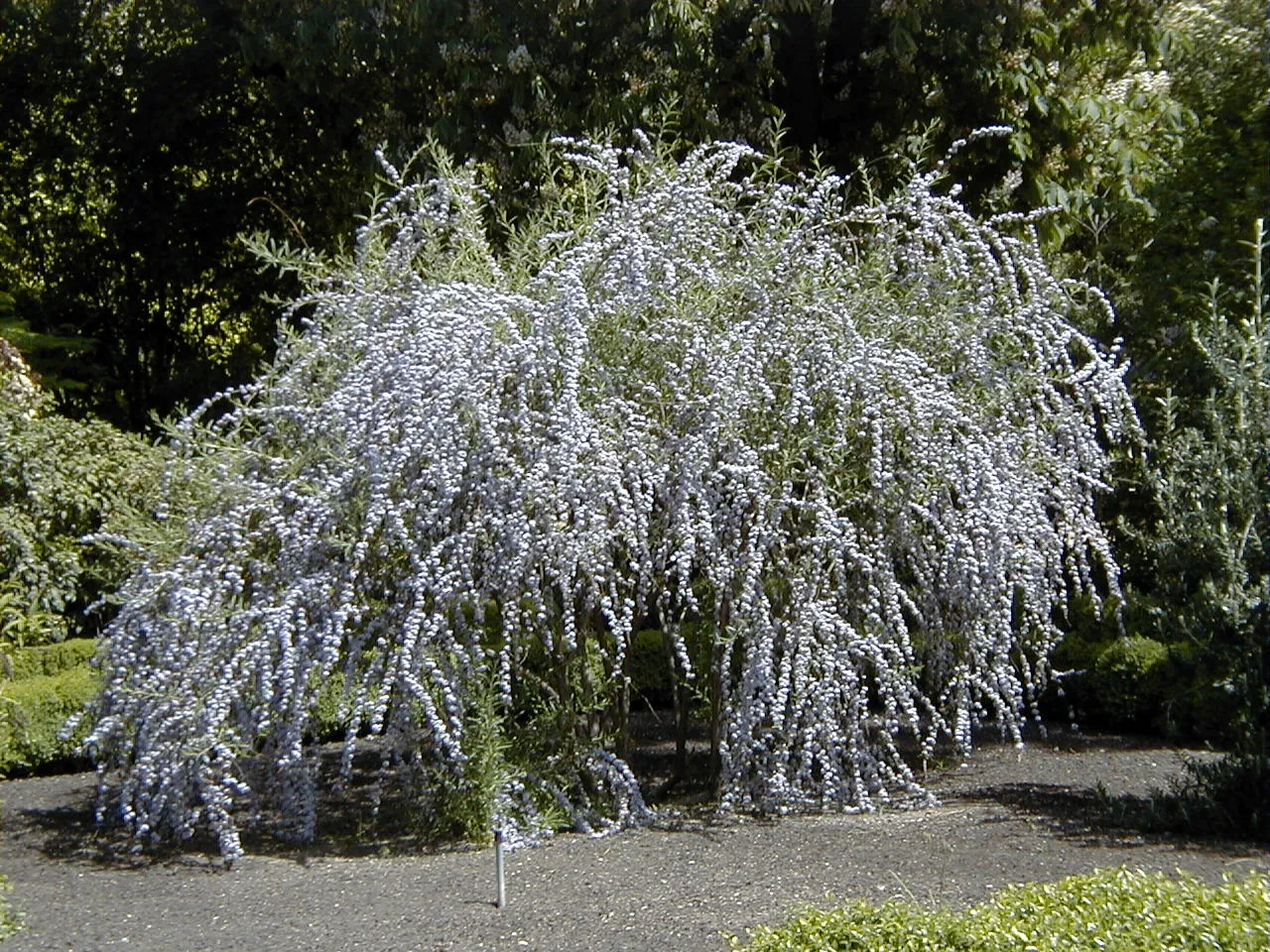 How and When to Prune Buddleja: The Complete Beginner's Guide - Garden ...