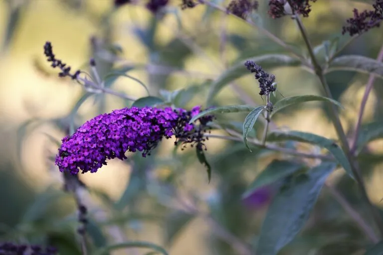 How and When to Prune Buddleja: The Complete Beginner's Guide - Garden ...