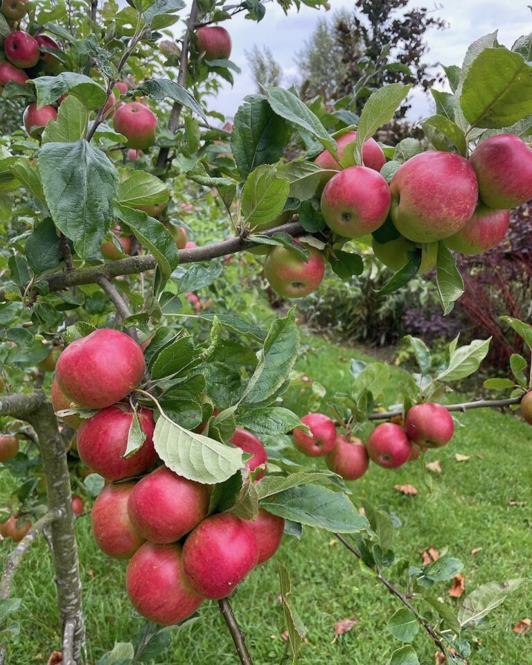 Apple Harvest Guide: What to do with Apples Once You've Harvested Them - Garden Ninja: Lee ...