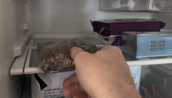 What Is Seed Stratification? Your Complete Guide to Cold Treatment ...