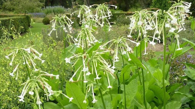 Fragrant Flowers for Evening Gardens: 35 Blooms That Release Scent at ...