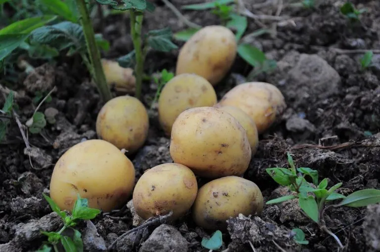 How to Chit Potatoes: The Complete UK Guide for Beginners - Garden ...