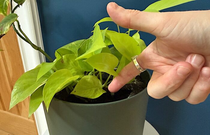 How to Tell When Your Garden Needs Watering: The Finger Test Method ...