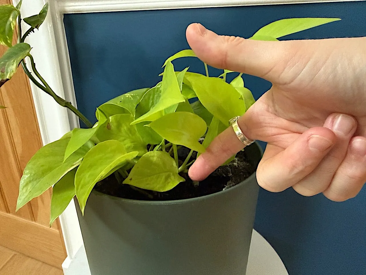 How to Tell When Your Garden Needs Watering: The Finger Test Method ...