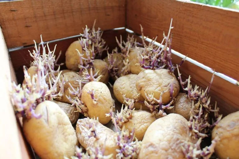 How to Chit Potatoes: The Complete UK Guide for Beginners - Garden ...