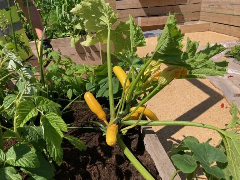 Growing Courgettes: The Easiest Vegetable for Beginners - Garden Ninja ...