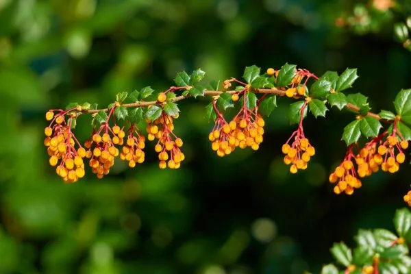 How and When to Prune Berberis: The Complete Beginner's Guide - Garden ...