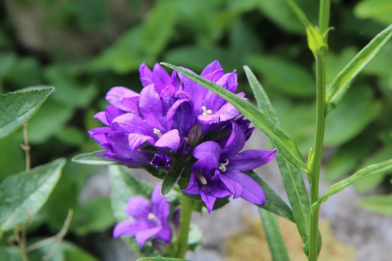 Purple Flowers: 35 Best Varieties for Stunning UK Gardens - Garden ...