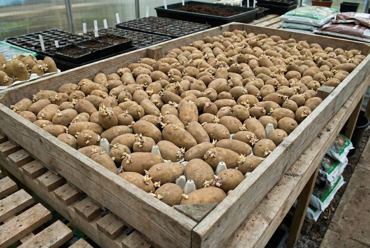 How to Chit Potatoes: The Complete UK Guide for Beginners - Garden ...