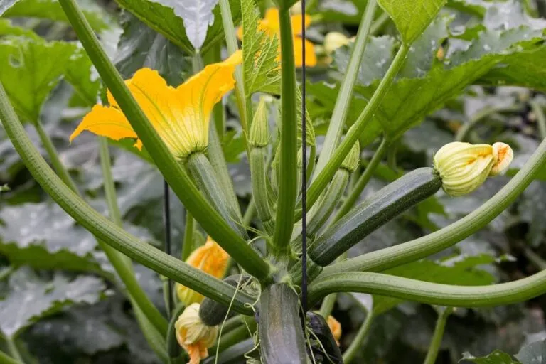 What to Sow & Grow in April: Your Complete UK Gardening Guide - Garden ...
