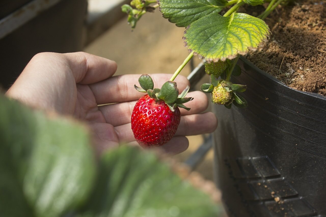 Growing Strawberries: From Containers to Ground Guide for UK Gardens ...