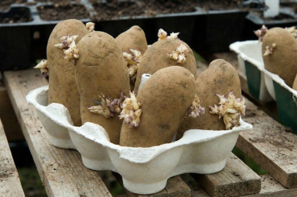 How to Chit Potatoes: The Complete UK Guide for Beginners - Garden ...