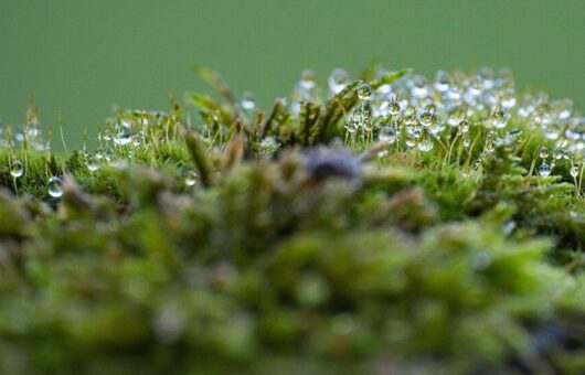 How to Get Rid of Moss in Your Lawn: The UK Complete Guide - Garden ...