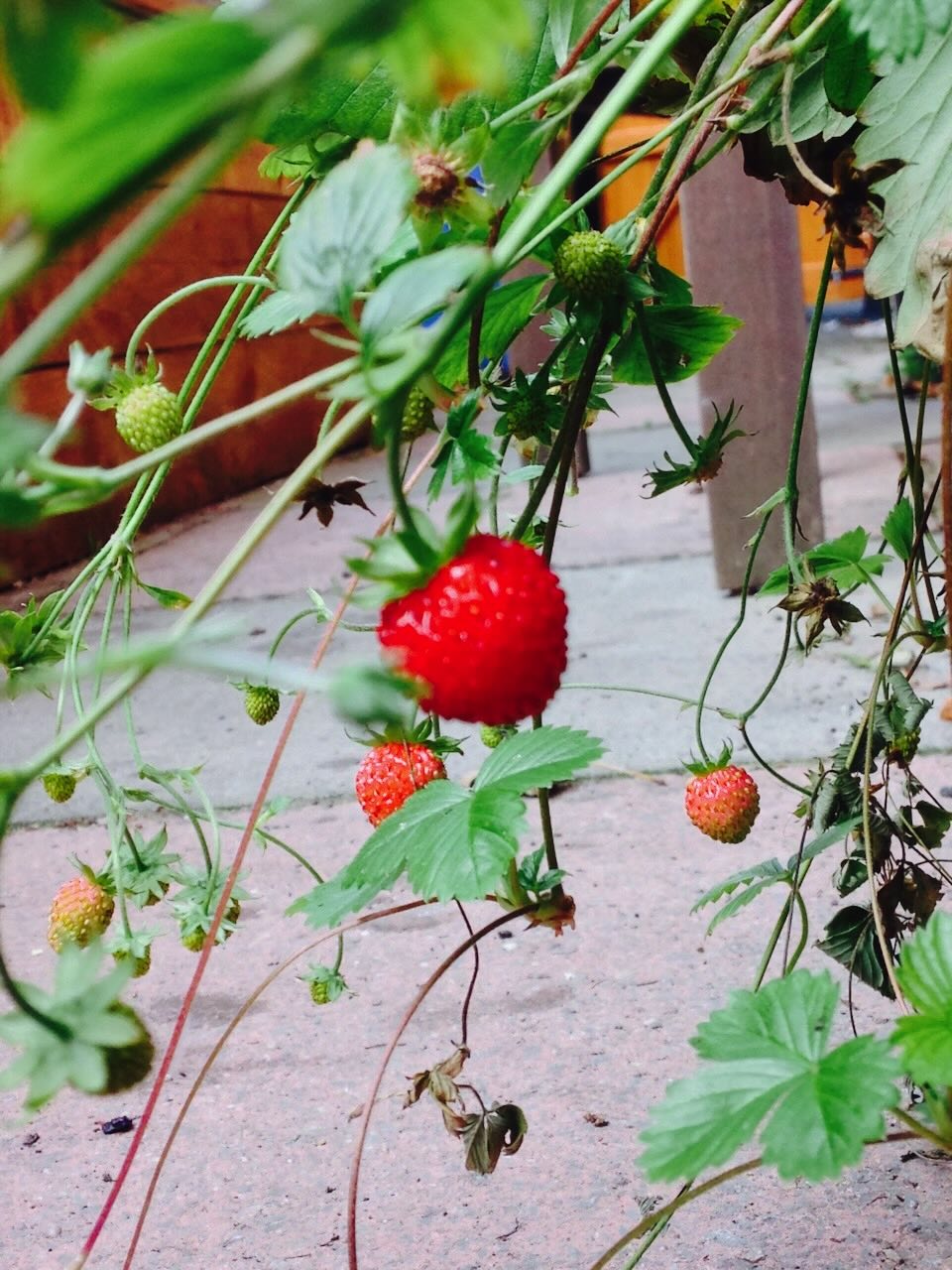 Growing Strawberries: From Containers to Ground Guide for UK Gardens ...