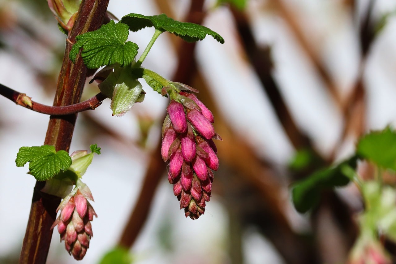How and When to Prune Ribes, Flowering Currant: The Complete Beginner's ...