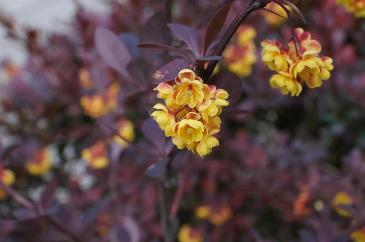 How and When to Prune Berberis: The Complete Beginner's Guide - Garden ...