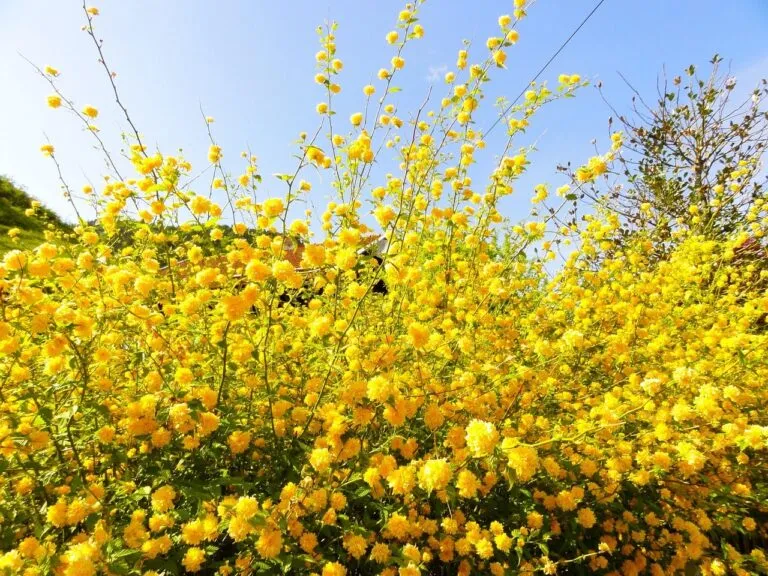 35 Yellow Flowering Plants for UK Gardens: Brighten Your Borders with ...