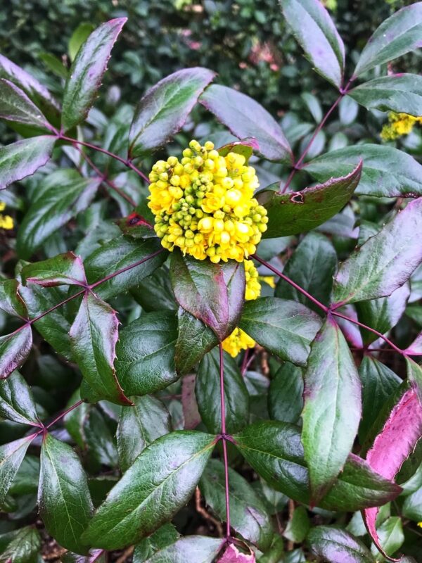 35 Yellow Flowering Plants for UK Gardens: Brighten Your Borders with ...