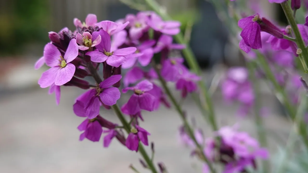 Fragrant Flowers for Evening Gardens: 35 Blooms That Release Scent at ...