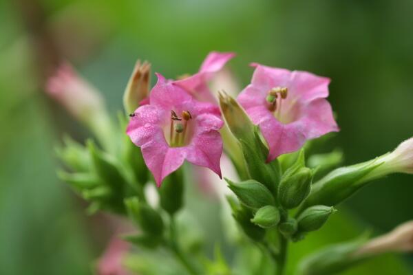 Fragrant Flowers for Evening Gardens: 35 Blooms That Release Scent at ...