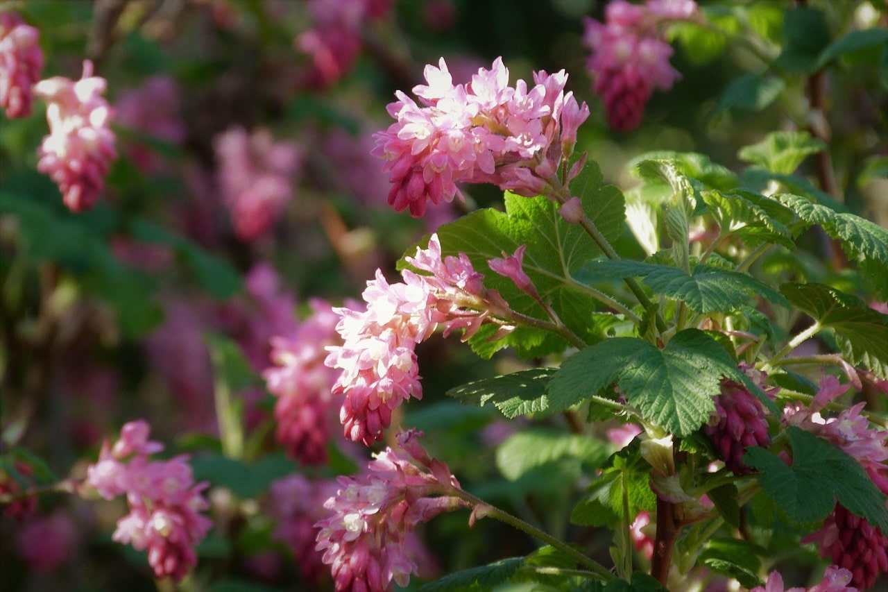 How and When to Prune Ribes, Flowering Currant: The Complete Beginner's ...
