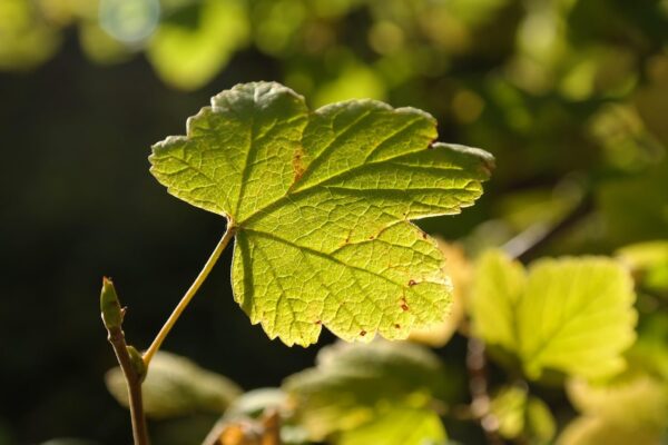 What to Grow & Plant in December: Your Complete UK Winter Gardening ...