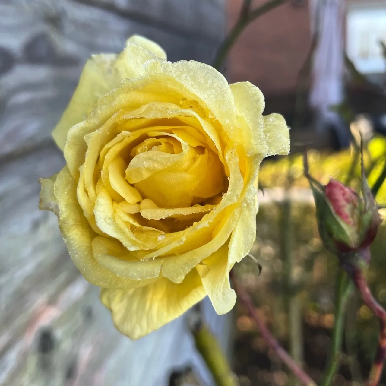 35 Yellow Flowering Plants for UK Gardens: Brighten Your Borders with ...