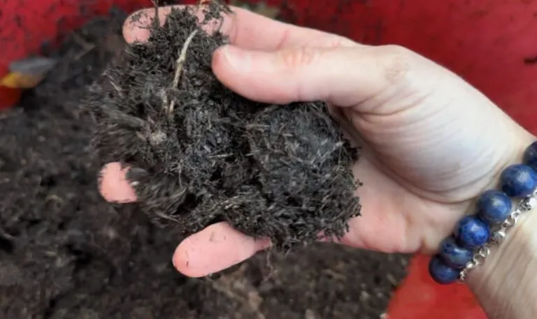 The Complete Flamingo Tree Care Guide: How to Look After Salix integra ...