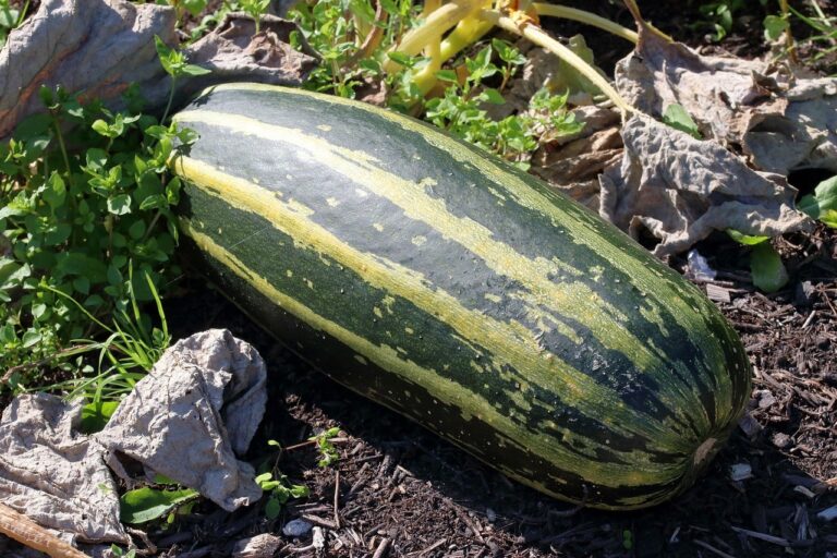 Growing Courgettes: The Easiest Vegetable for Beginners - Garden Ninja ...