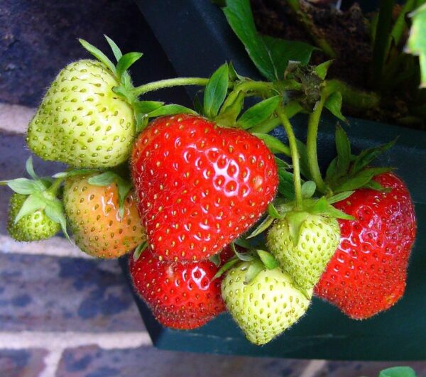 Growing Strawberries: From Containers to Ground Guide for UK Gardens ...