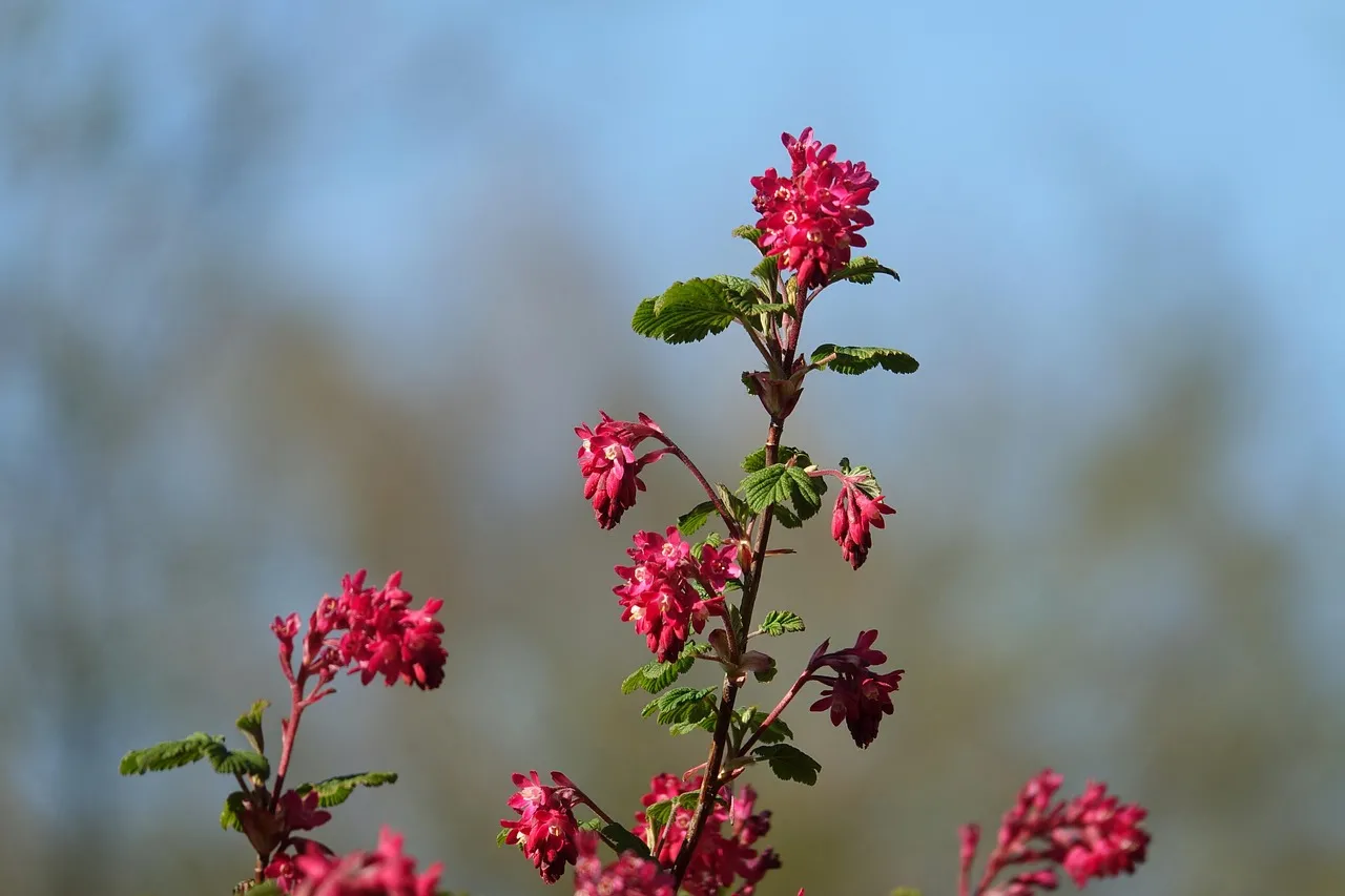 How and When to Prune Ribes, Flowering Currant: The Complete Beginner's ...