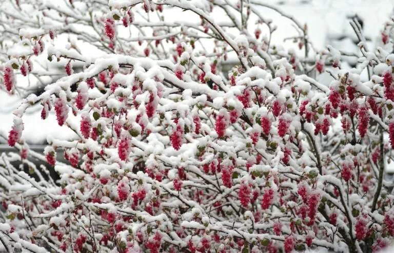 How and When to Prune Ribes, Flowering Currant: The Complete Beginner's ...