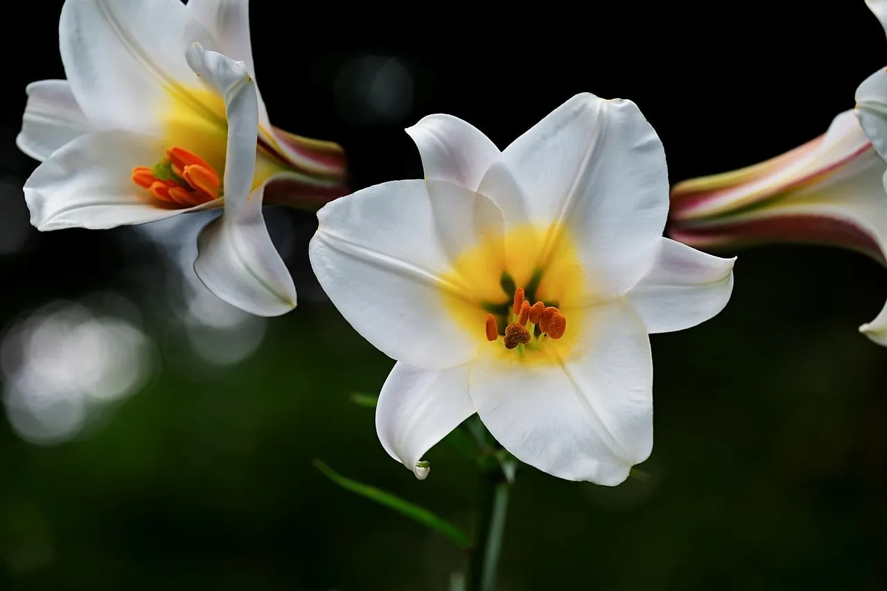 Fragrant Flowers for Evening Gardens: 35 Blooms That Release Scent at ...