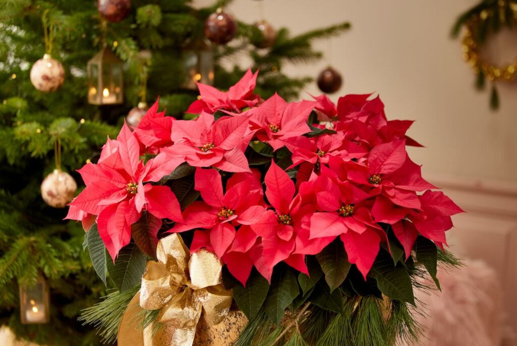 What Are Poinsettias and How to Care for Them: The Complete Guide ...