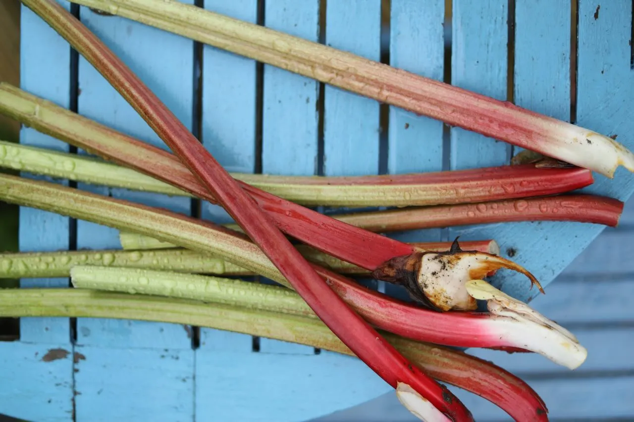 How to Force Rhubarb: Your Complete Guide to Sweet, Tender Stems in ...