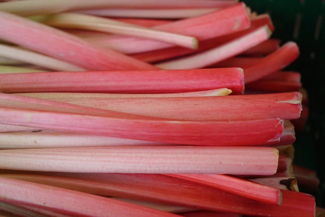 How to Force Rhubarb: Your Complete Guide to Sweet, Tender Stems in ...