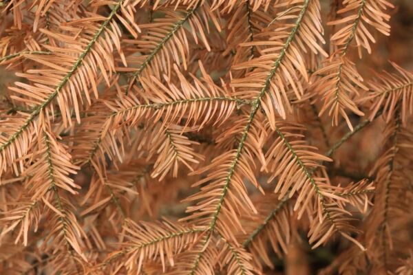 Why Are My Conifers Dying and Turning Brown? Complete Diagnostic Guide ...