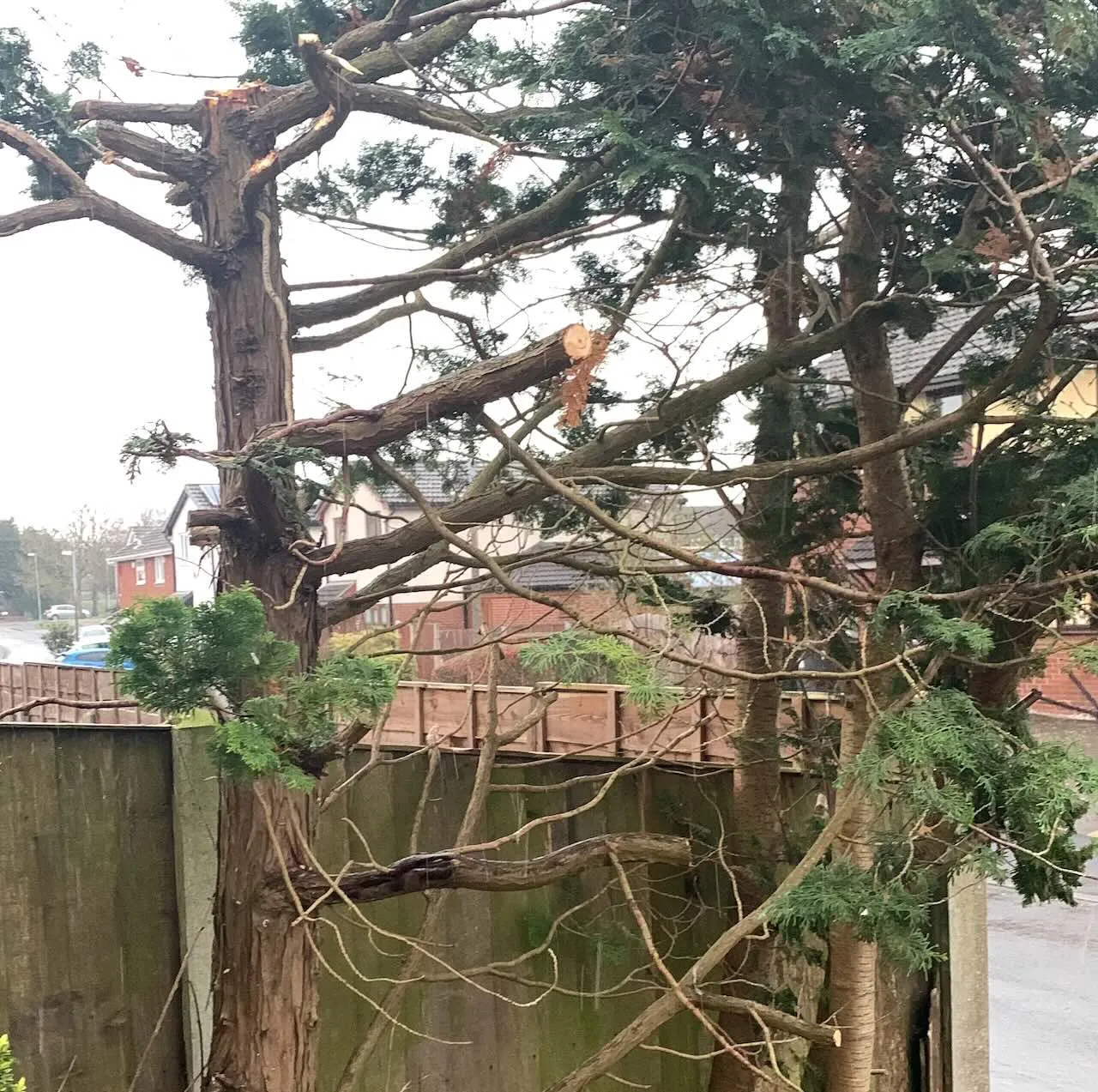 Why Are My Conifers Dying and Turning Brown? Complete Diagnostic Guide ...