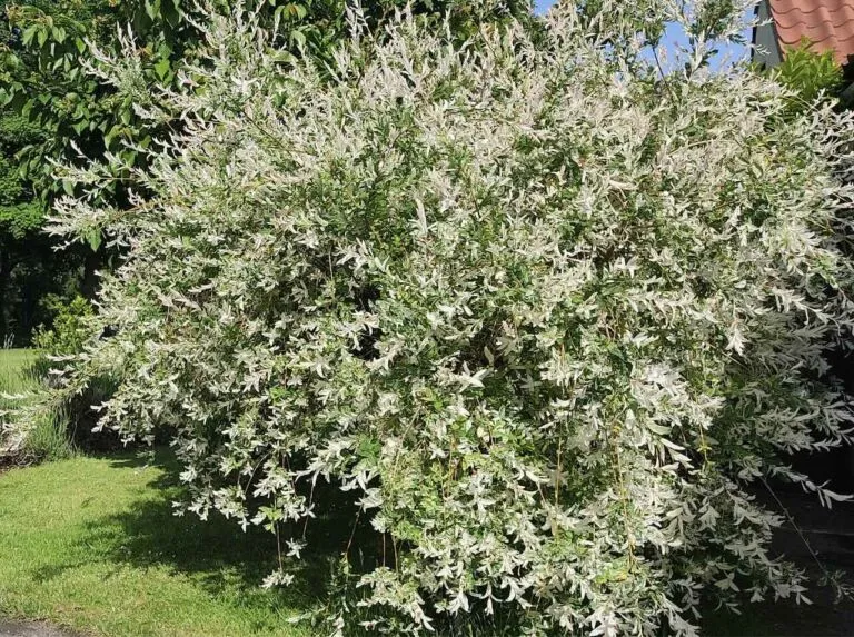 The Complete Flamingo Tree Care Guide: How to Look After Salix integra ...