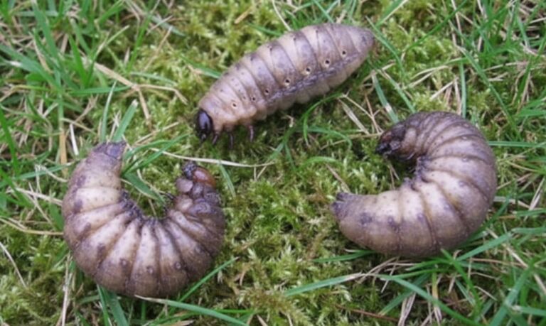 How to Get Leather Jackets Out of Lawns: Natural Methods That Actually ...