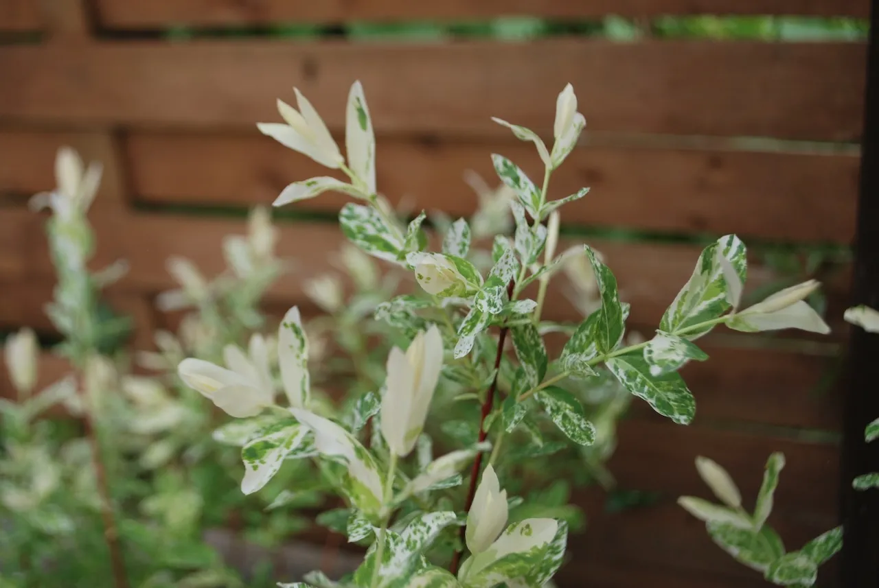 The Complete Flamingo Tree Care Guide: How to Look After Salix integra ...