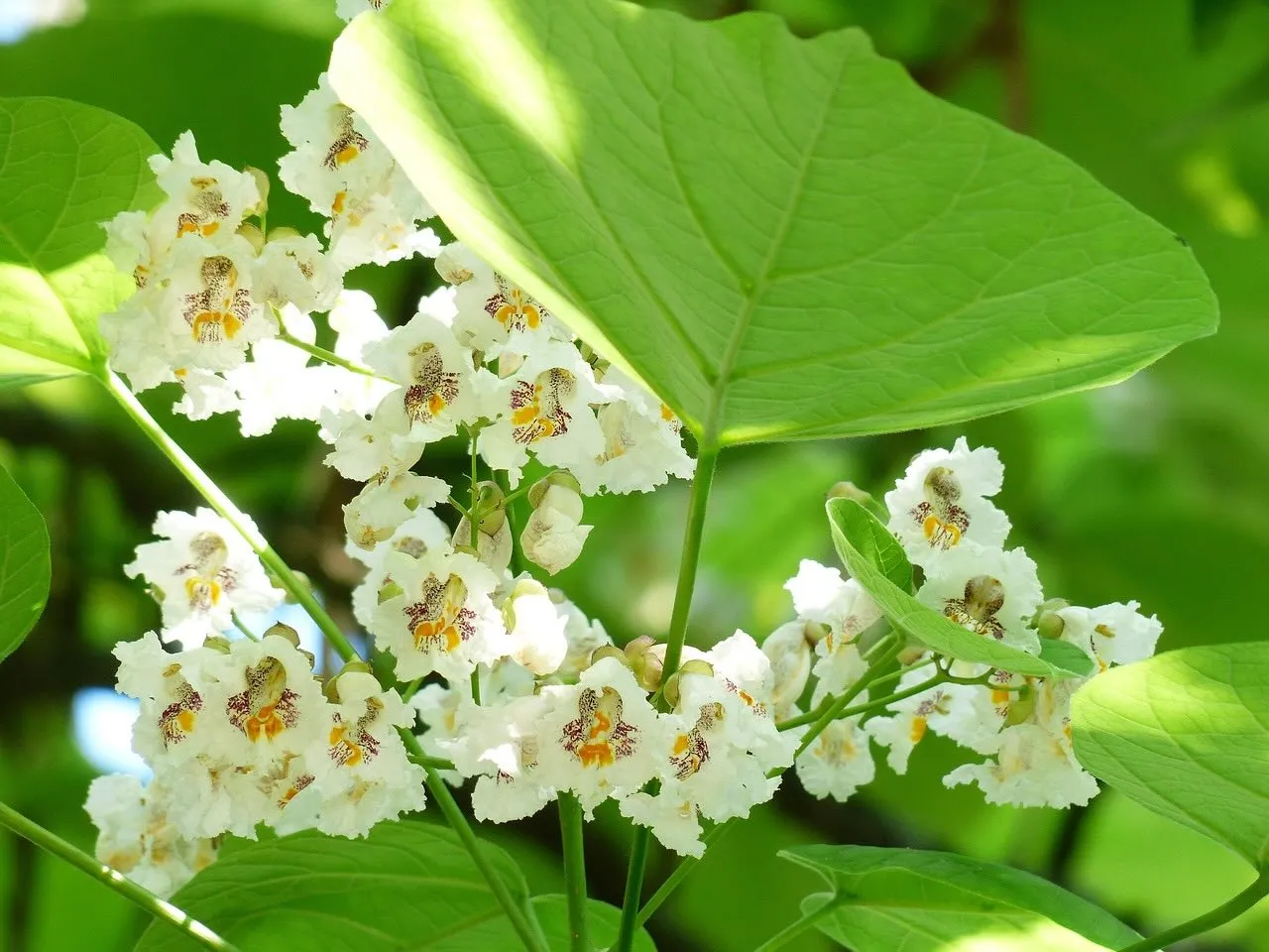 Topping Trees to Stop Them Getting Bigger: A Beginner's Guide - Garden ...