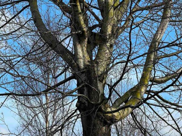 Topping Trees to Stop Them Getting Bigger: A Beginner's Guide - Garden ...