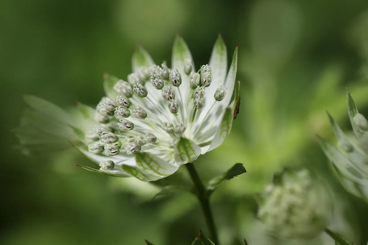 35 Best White Flowers for UK Gardens: Elegant Plants for Borders, Beds ...