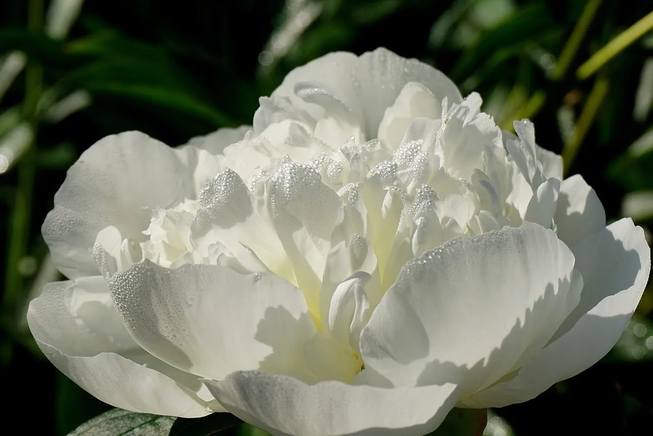 35 Best White Flowers for UK Gardens: Elegant Plants for Borders, Beds ...
