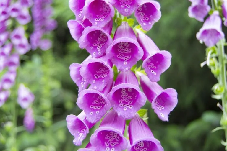 How to Create the Occult Cottage Garden: The Witches' Floromancy Flower ...