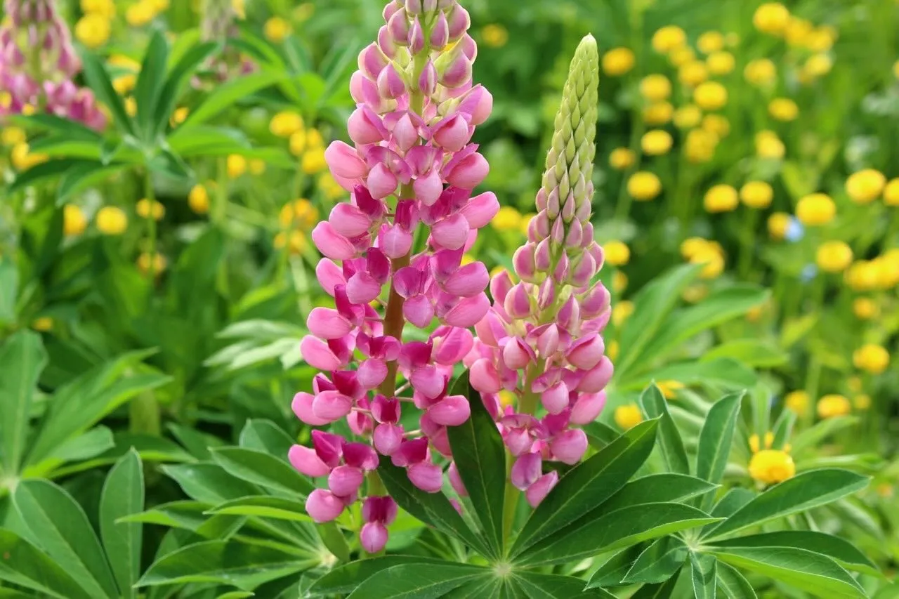 30 Best Low Maintenance Garden Plants for UK Gardens - Garden Ninja ...