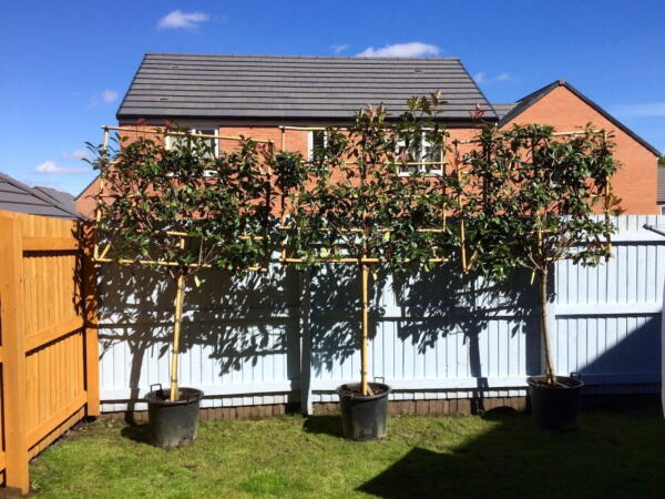 How to Prune Photinia Red Robin: UK Timing & Technique Guide - Garden ...